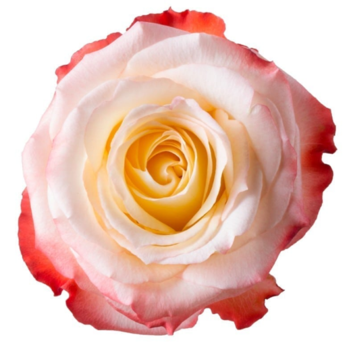 BICOLOR - Cananvalle