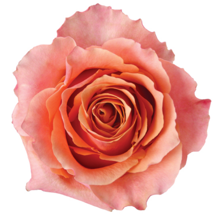 STANDARD ROSE COLLECTION archivos - Cananvalle