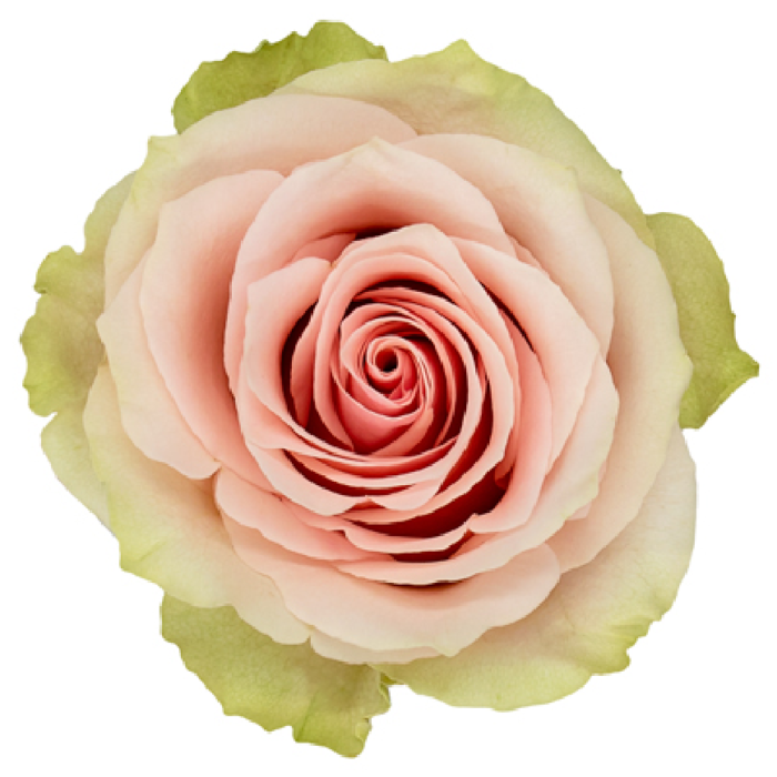 LIGHT PINK - Cananvalle