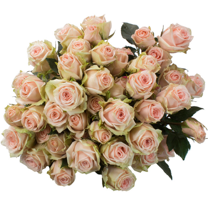 Light Pink Spray Ginger Roses - Cananvalle