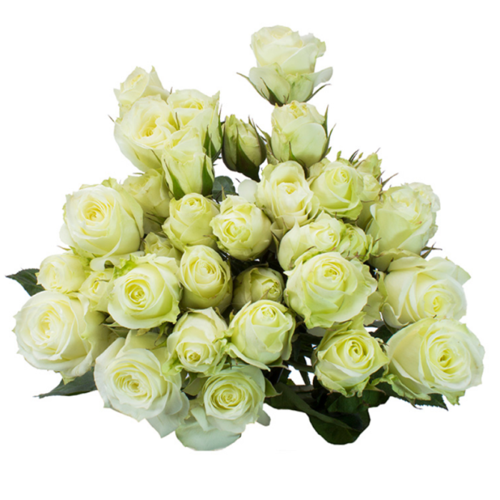 SPRAY ROSE COLLECTION archivos - Cananvalle