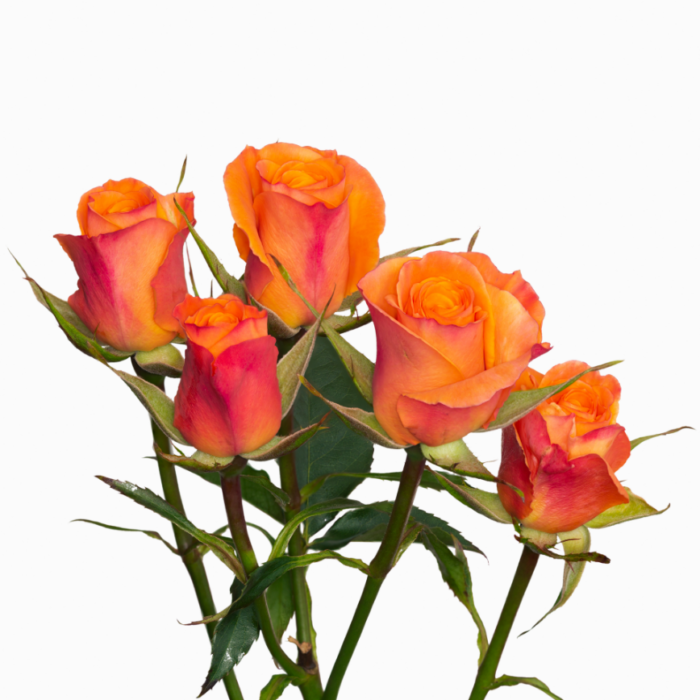 Orange Spray Roses - Cananvalle