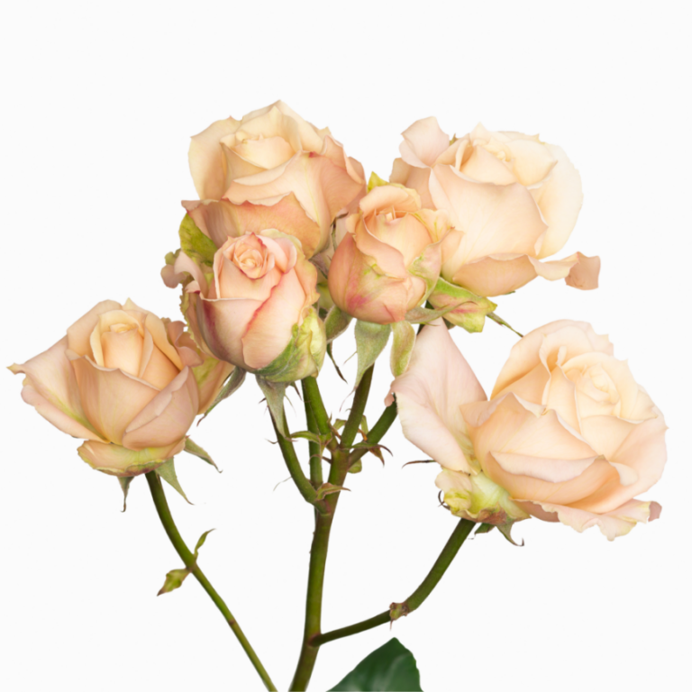 Beige Spray Sahara Sensation Roses - Cananvalle