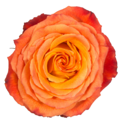 STANDARD ROSE COLLECTION archivos - Cananvalle