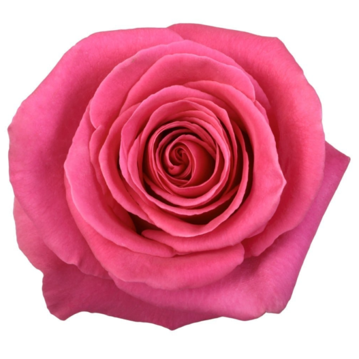 HOT PINK - Cananvalle