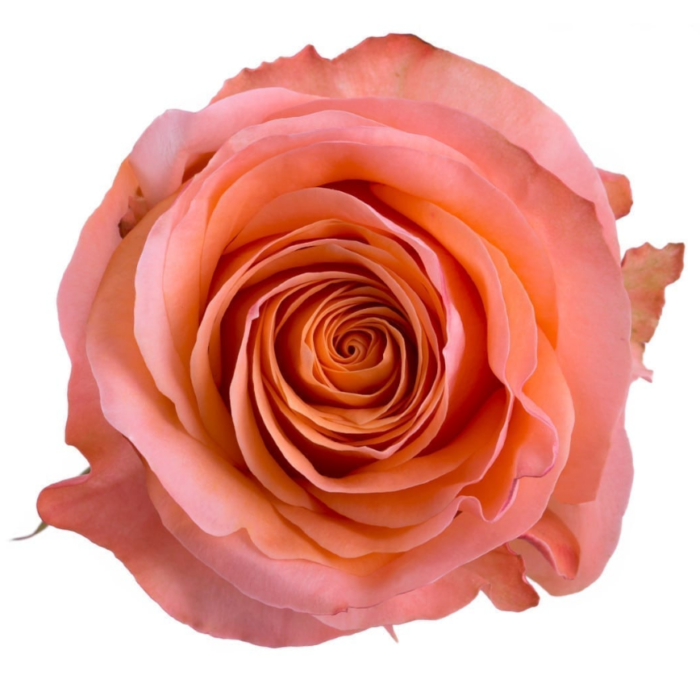 Coral Roses - Cananvalle