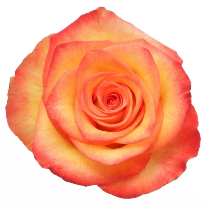 STANDARD ROSE COLLECTION archivos - Cananvalle